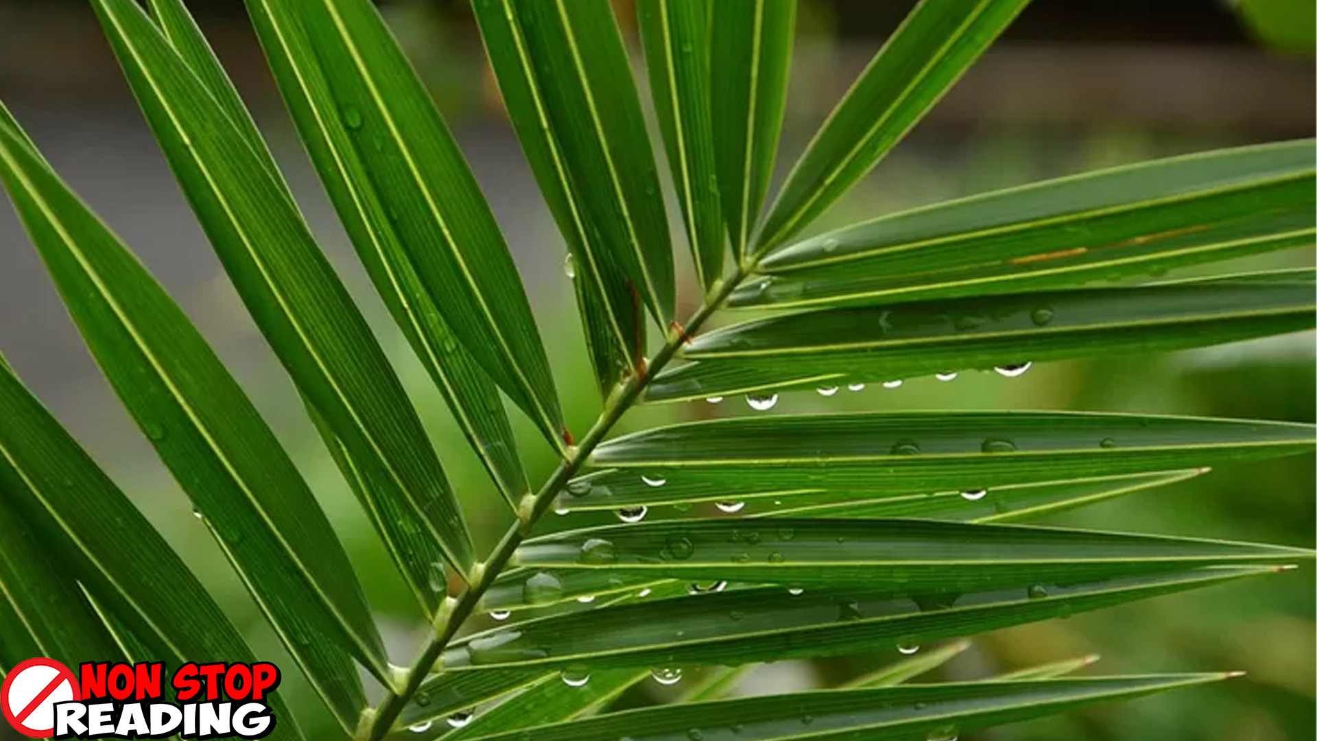 Daun Lontar: Warisan Masa Lalu yang Penuh Nilai Sejarah!